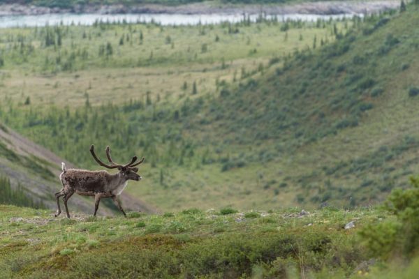 Firth River Rafting Expedition | Canadian River Expeditions