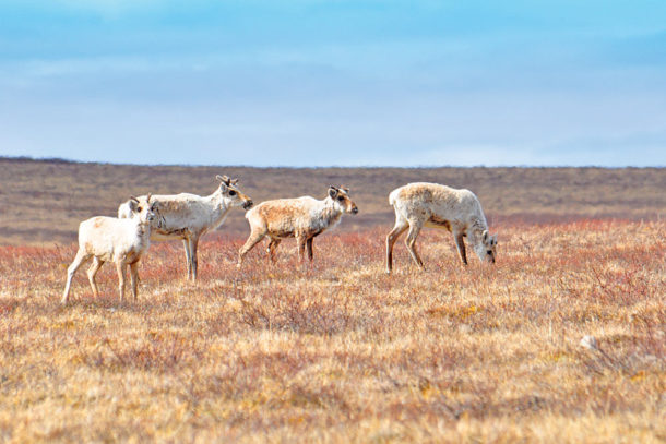 Firth River Rafting Expedition | Canadian River Expeditions