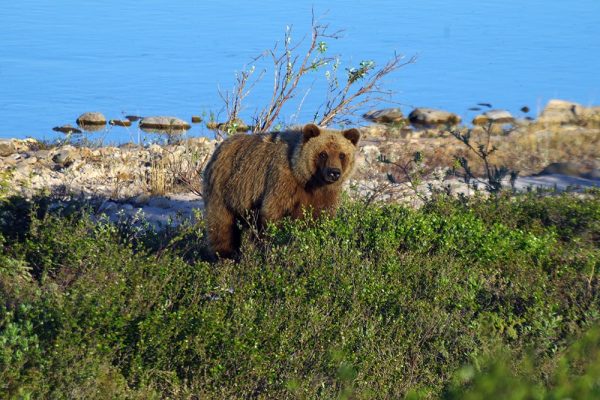 Thelon River Canoeing, NWT, Canada | Canadian River Expeditions