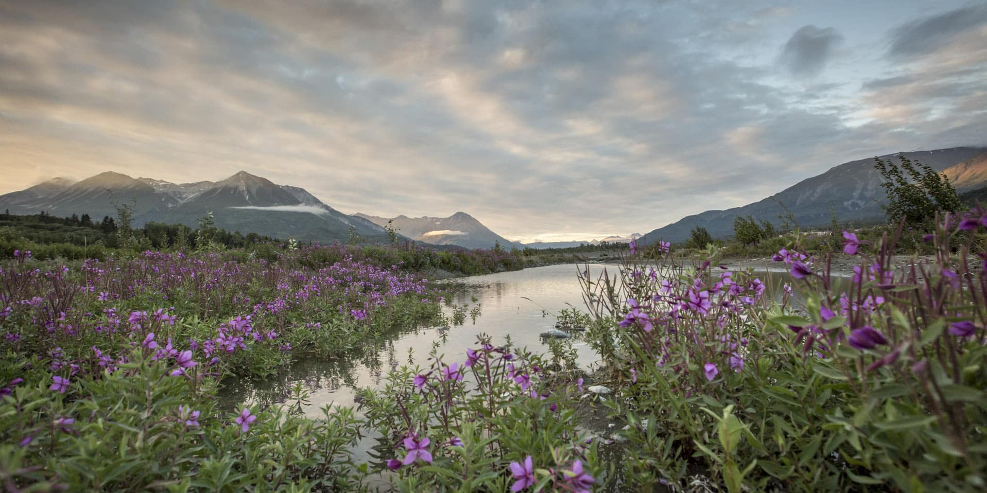 Tatshenshini River Plant List | Nahanni River Adventures & Canadian ...