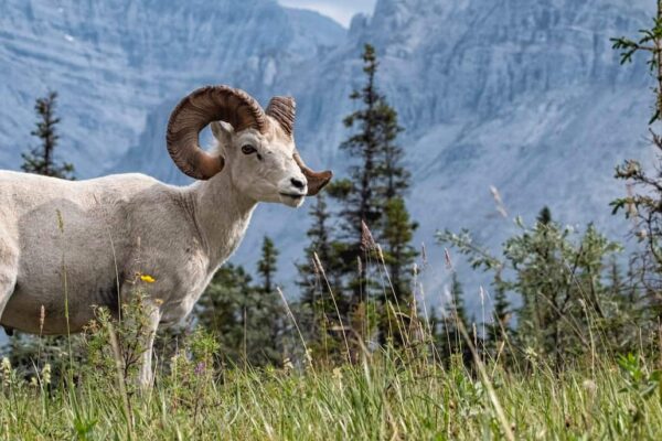 Nahanni River Rafting & Canoeing | Nahanni River Adventures