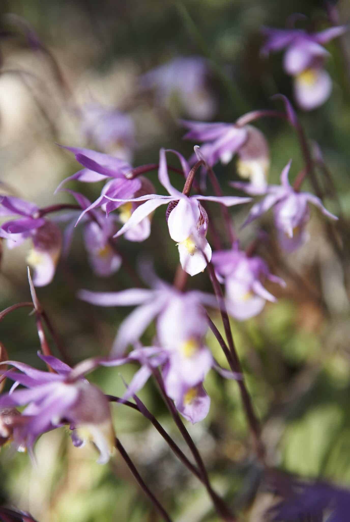 Learning the Wildflowers of Nahanni | Nahanni River Adventures ...